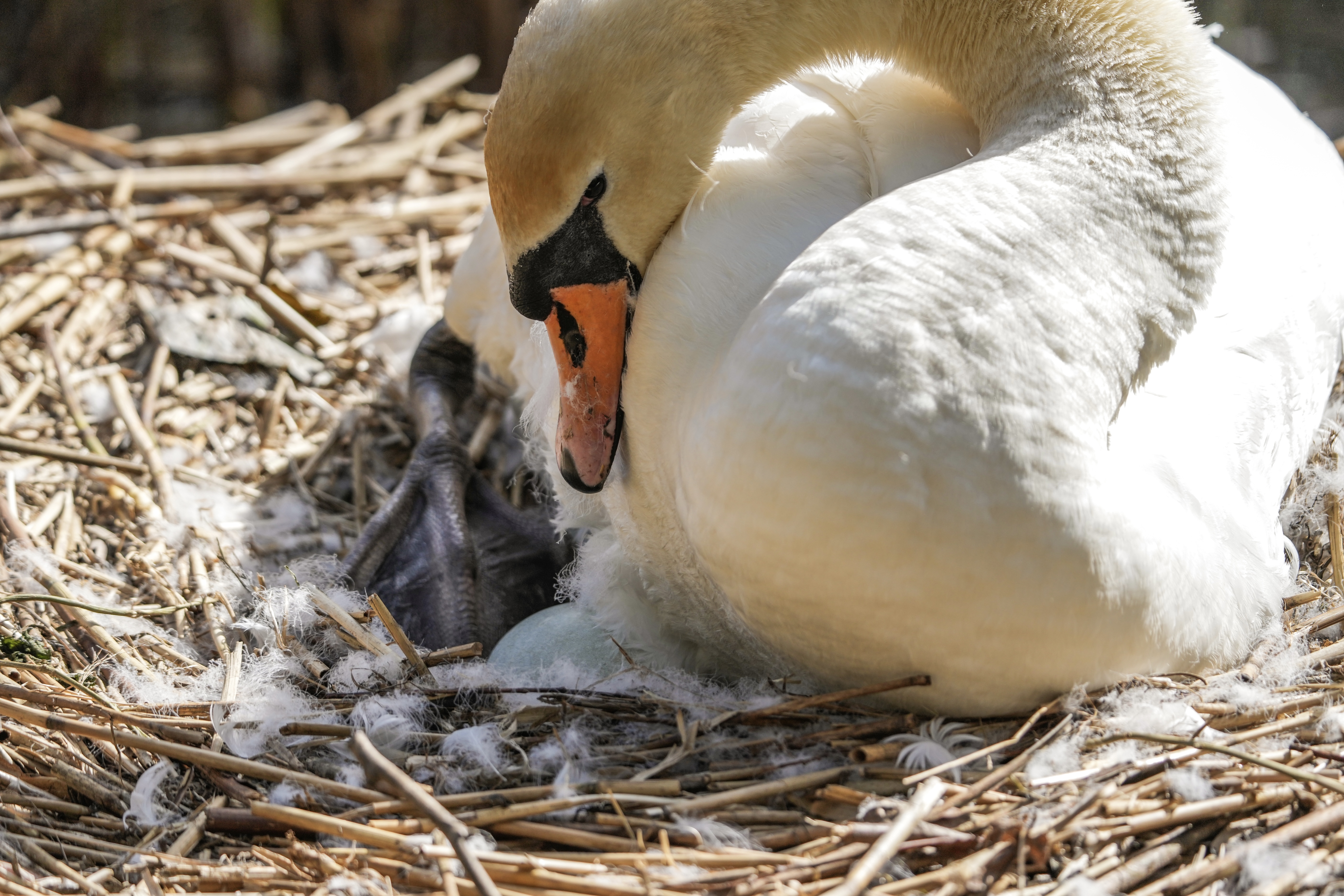 Gallery - Frey Liu / Astronomy / Home Page